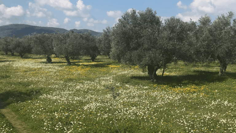 Greece: Olive Oil Tasting Experience at Aloades Estate | The Abroad Guide