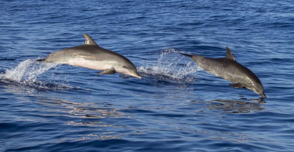 Poreč: Dolphin Spotting Cruise With Included Drinks | The Abroad Guide