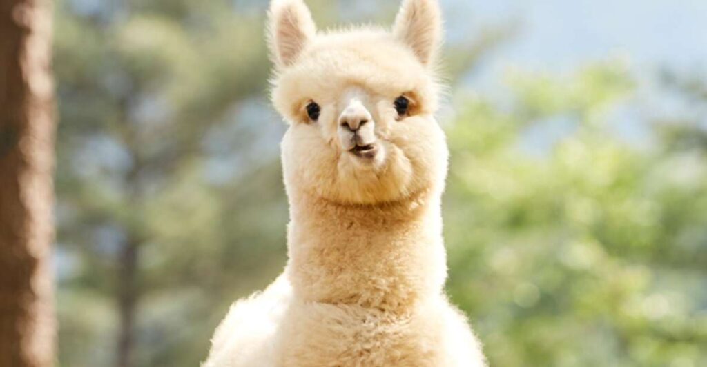 Seoul: Gangwon-Do Day Trip With Alpaca World & Nami Island | The Abroad ...