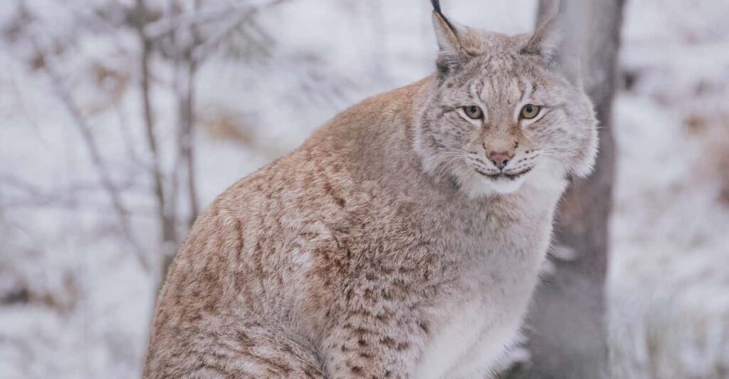 Visit Ranua Wildlife Park With Photographer | The Abroad Guide