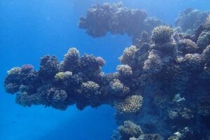 Dolphin House Satayeh Reef Snorkeling Sea Trip With Lunch &Transfer ...