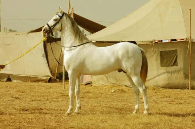 From Jaipur : Same Day Pushkar & Ajmer Guided Day Tour | The Abroad Guide