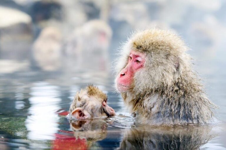 One Day Private Sightseeing tour to Snow Monkey Zenkoji Temp | The ...