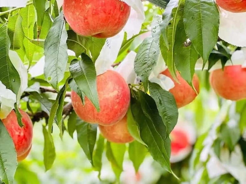 Yame & Kurume Tea Fields & Craft Tour From Farm to Cup | The Abroad Guide