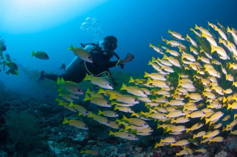 Maldives: Discover Scuba Diving | The Abroad Guide