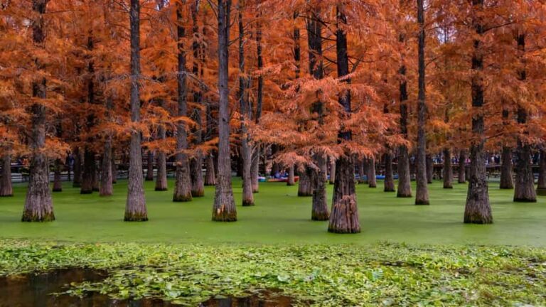 Shanghai: Matcha Lake & West Lake Day Trip by Train | The Abroad Guide