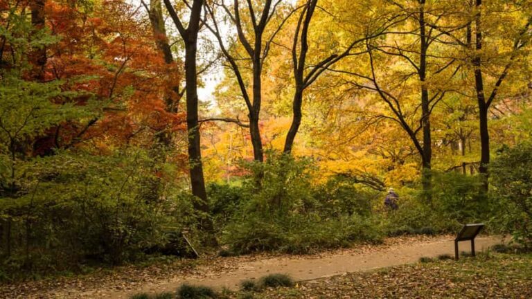 Tokyo Nature Walk: From City Parks to Neon Streets | The Abroad Guide